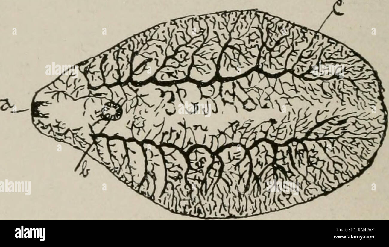 Hepatic distoma hi-res stock photography and images - Alamy