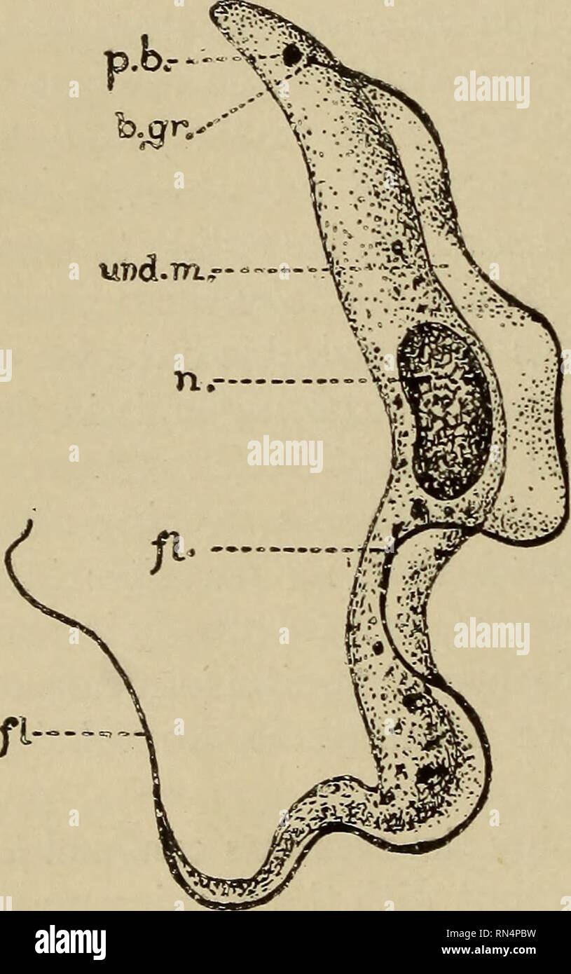 . Animal parasites and human disease. Medical parasitology; Insects as ...