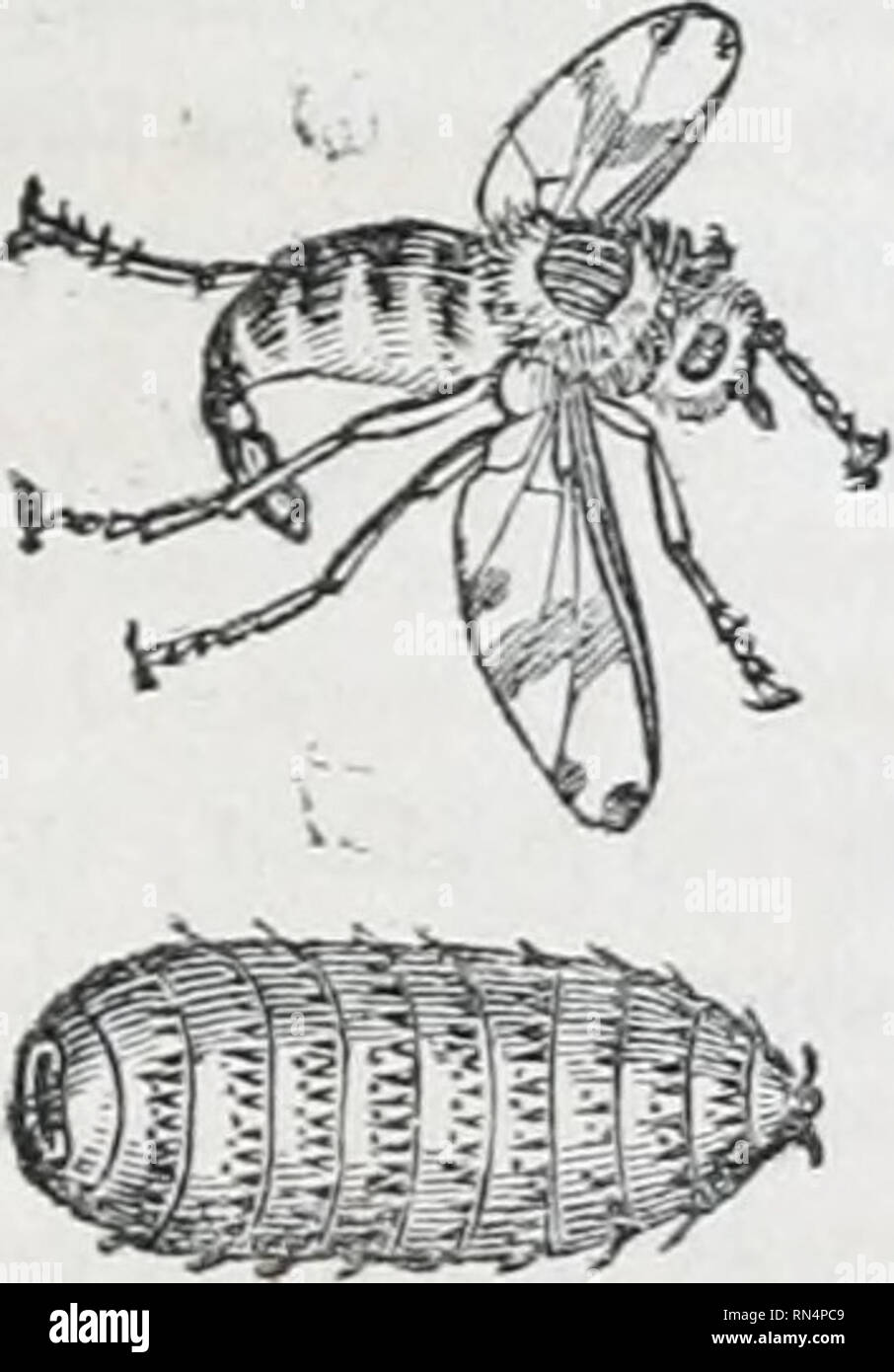 . The animal kingdom : arranged after its organization; forming a ...