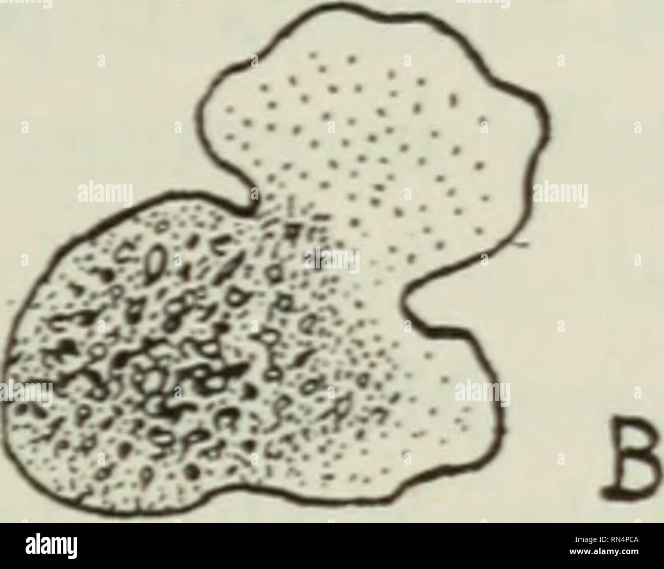 Dientamoeba fragilis hi-res stock photography and images - Alamy