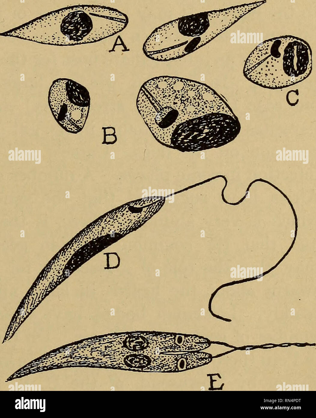 Kala azar hi-res stock photography and images - Alamy