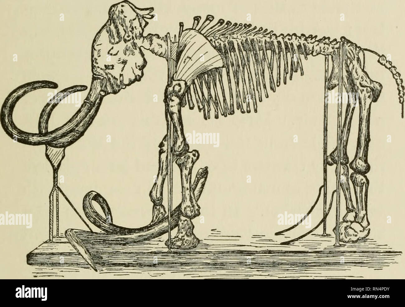 Mammoth skeleton petersburg hi-res stock photography and images - Alamy