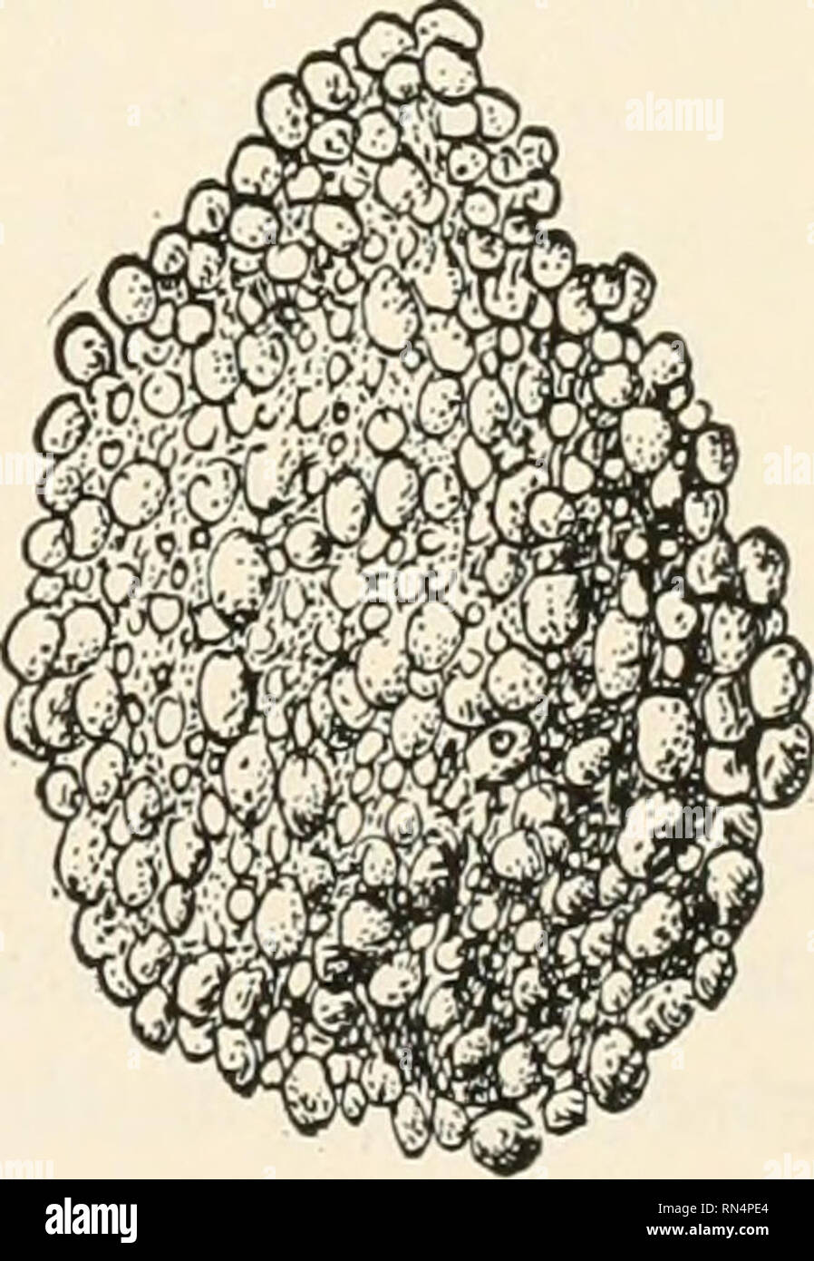 . Animal parasites and human disease. Insects as carriers of disease ...