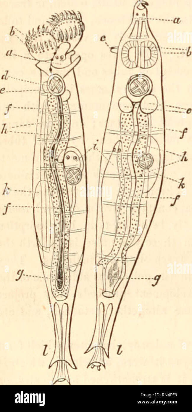. The animal kingdom, arranged after its organization, forming a ...