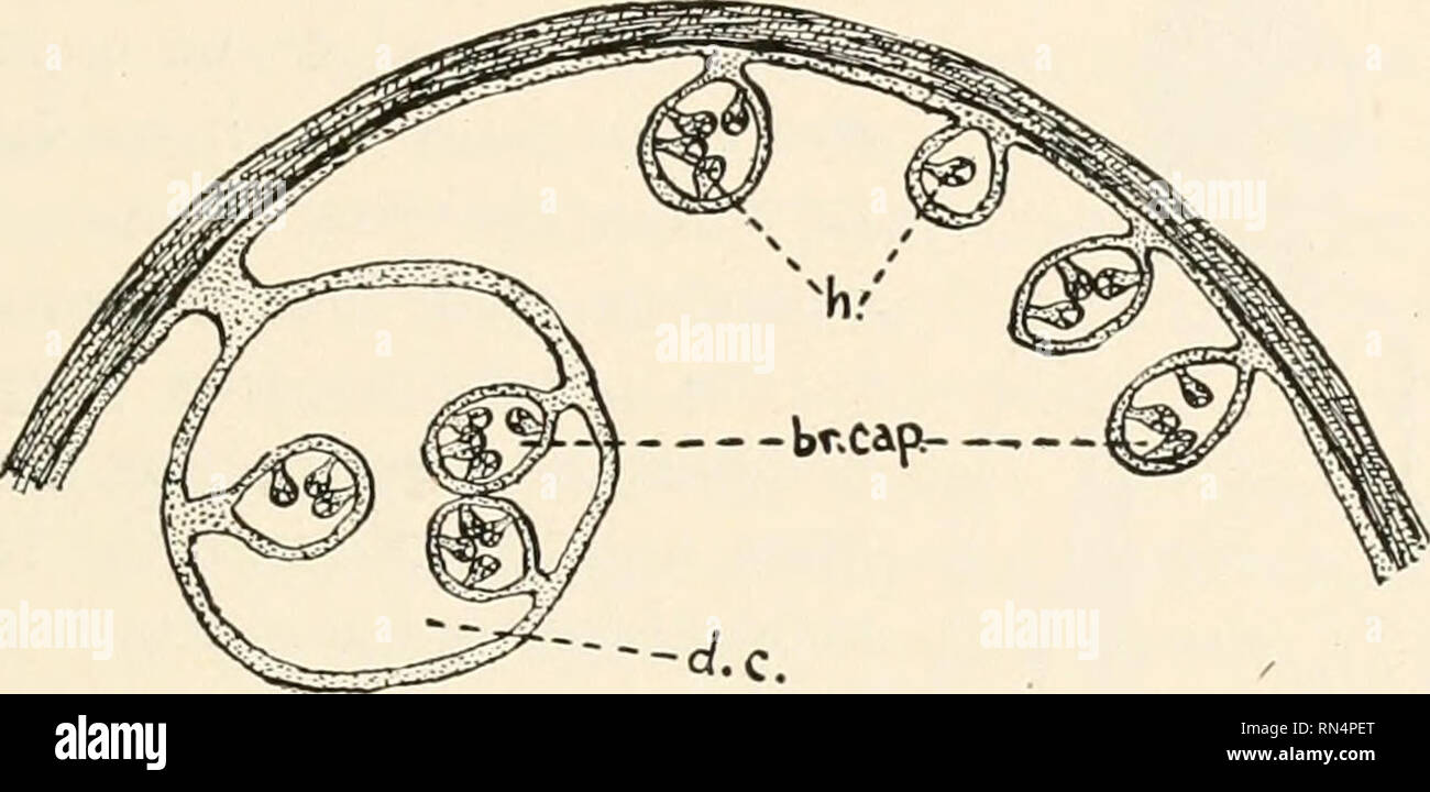 . Animal parasites and human disease. Insects as carriers of disease ...