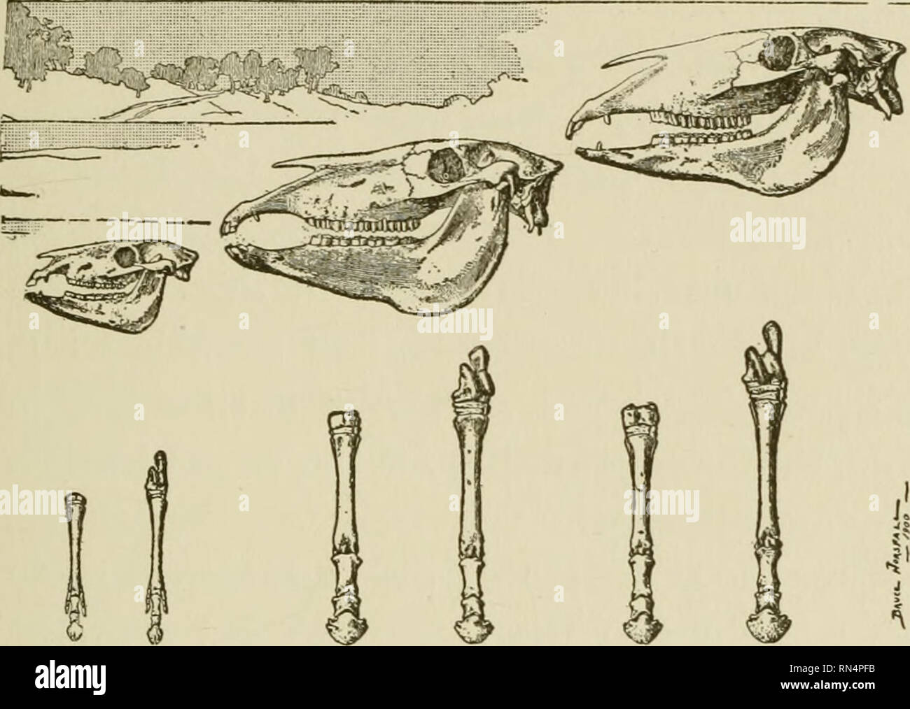 Hippotherium hi-res stock photography and images - Alamy