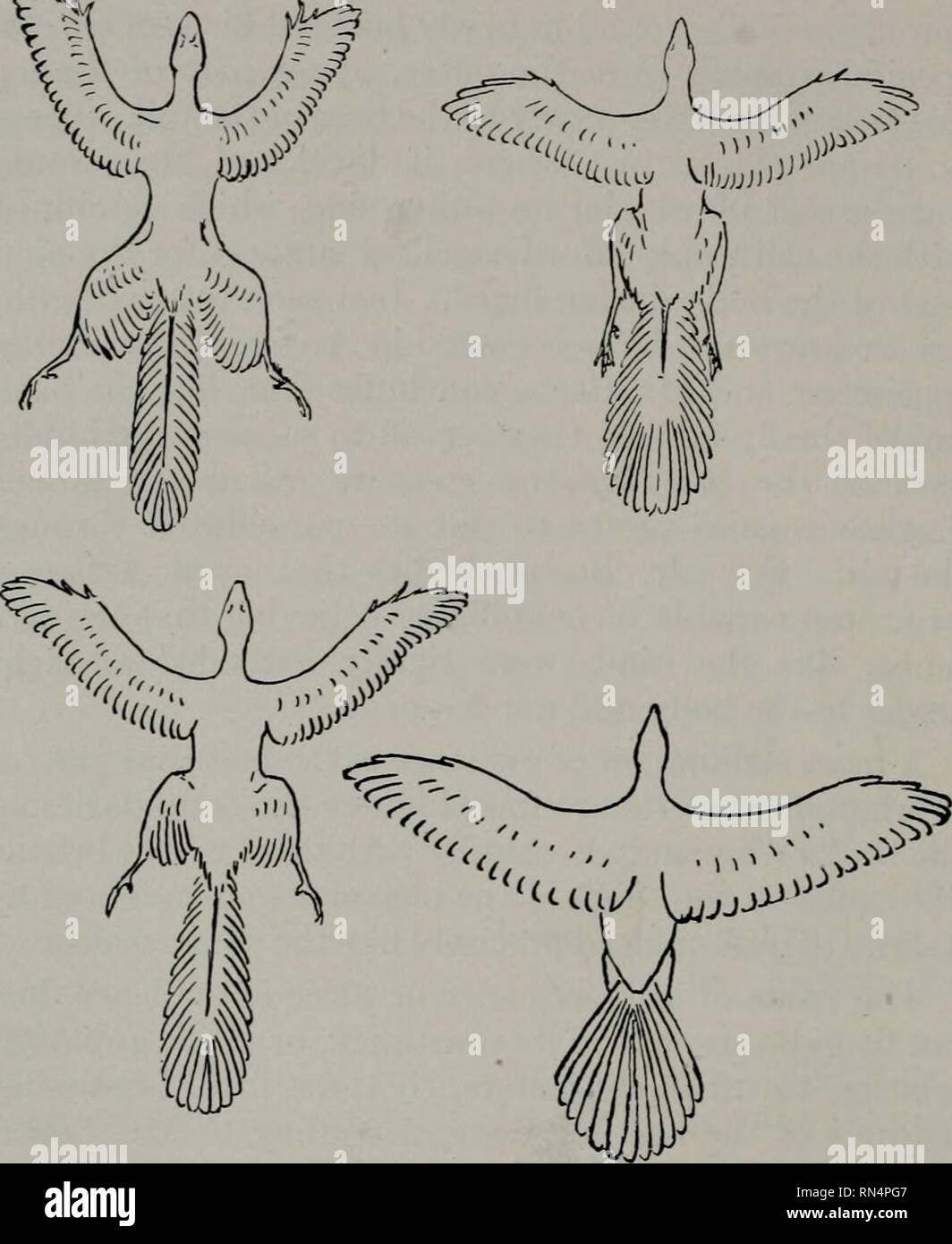 Ancient Winged Creatures High Resolution Stock Photography and Images ...