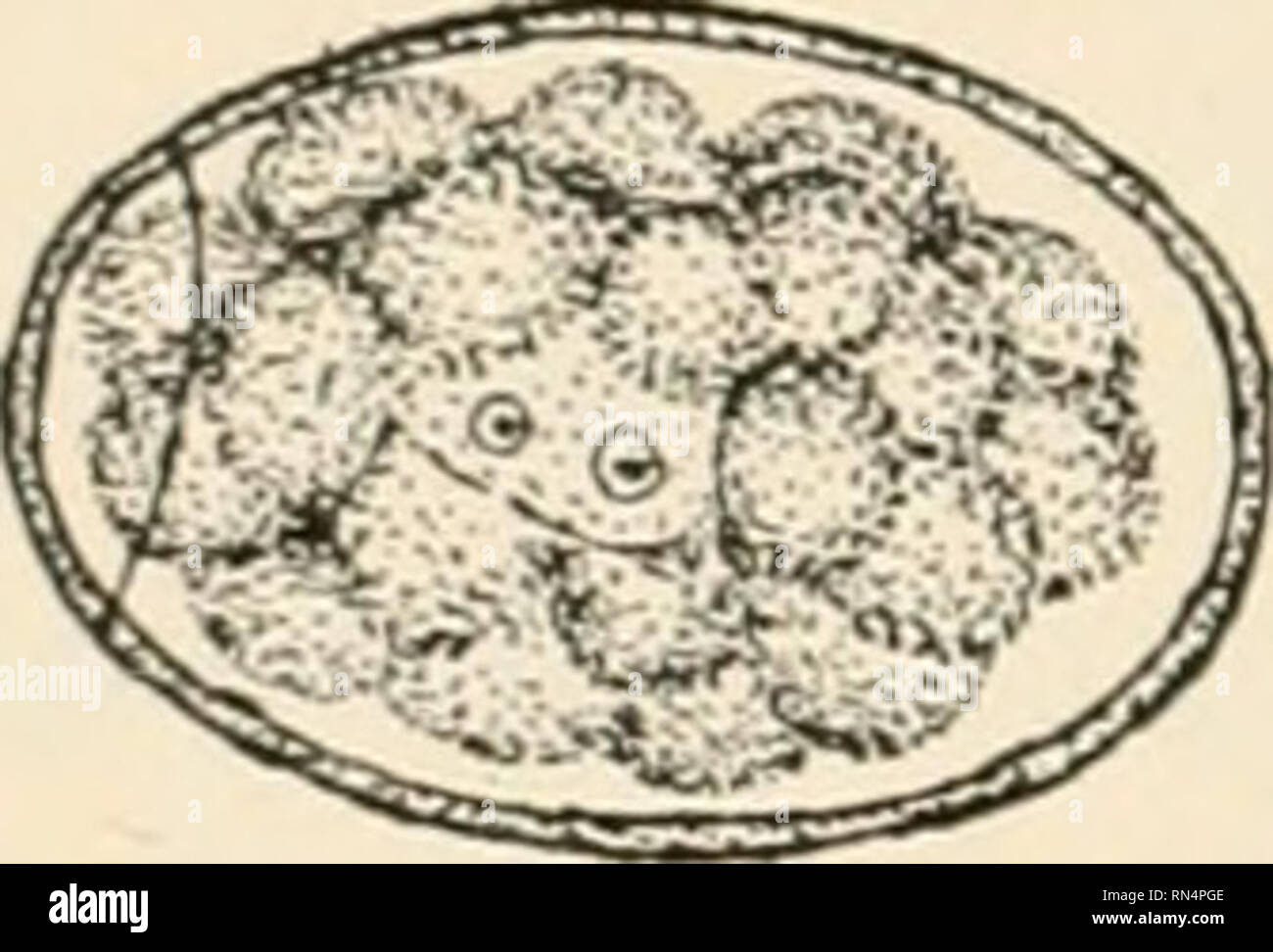 Fish tapeworm hi-res stock photography and images - Alamy