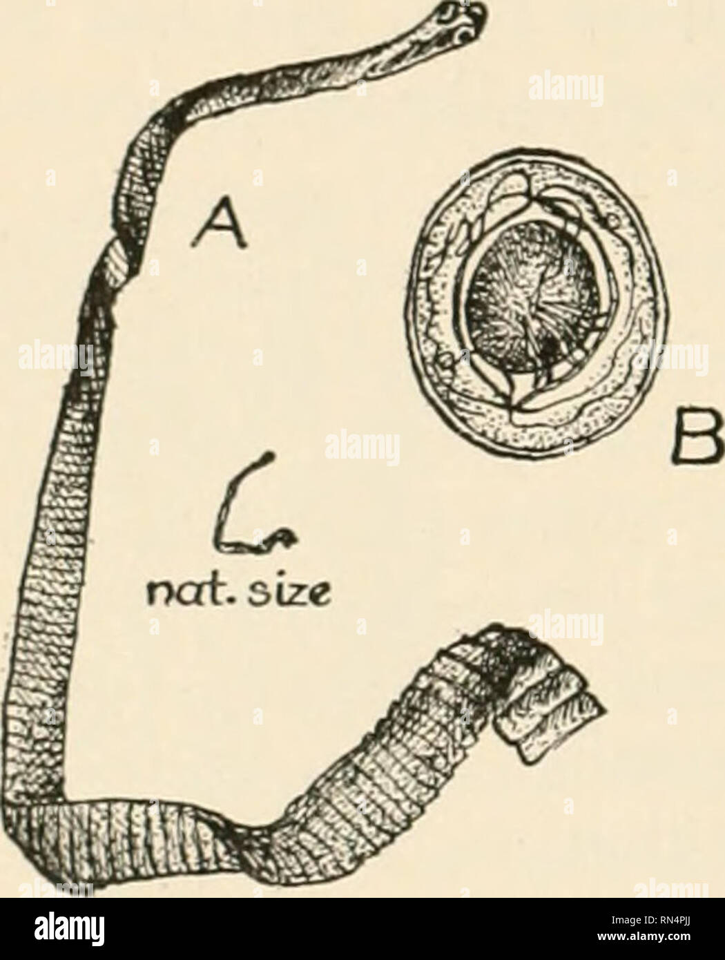 Tapeworm Proglottids
