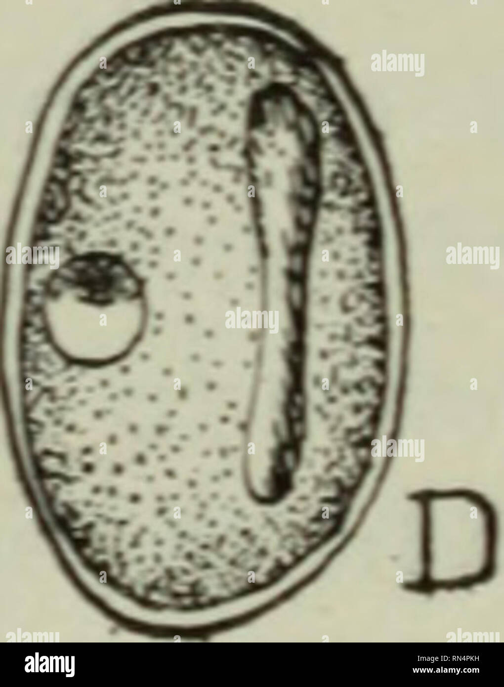 . Animal parasites and human disease. Parasites; Medical parasitology ...