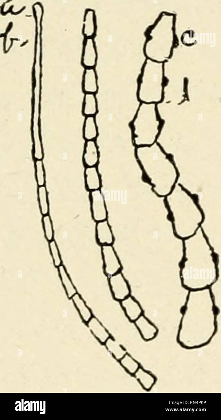 . Animal parasites and parasitic diseases. Horses; Domestic animals ...