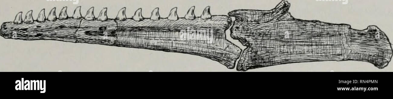 . Animals of the past; an account of some of the creatures of the ...