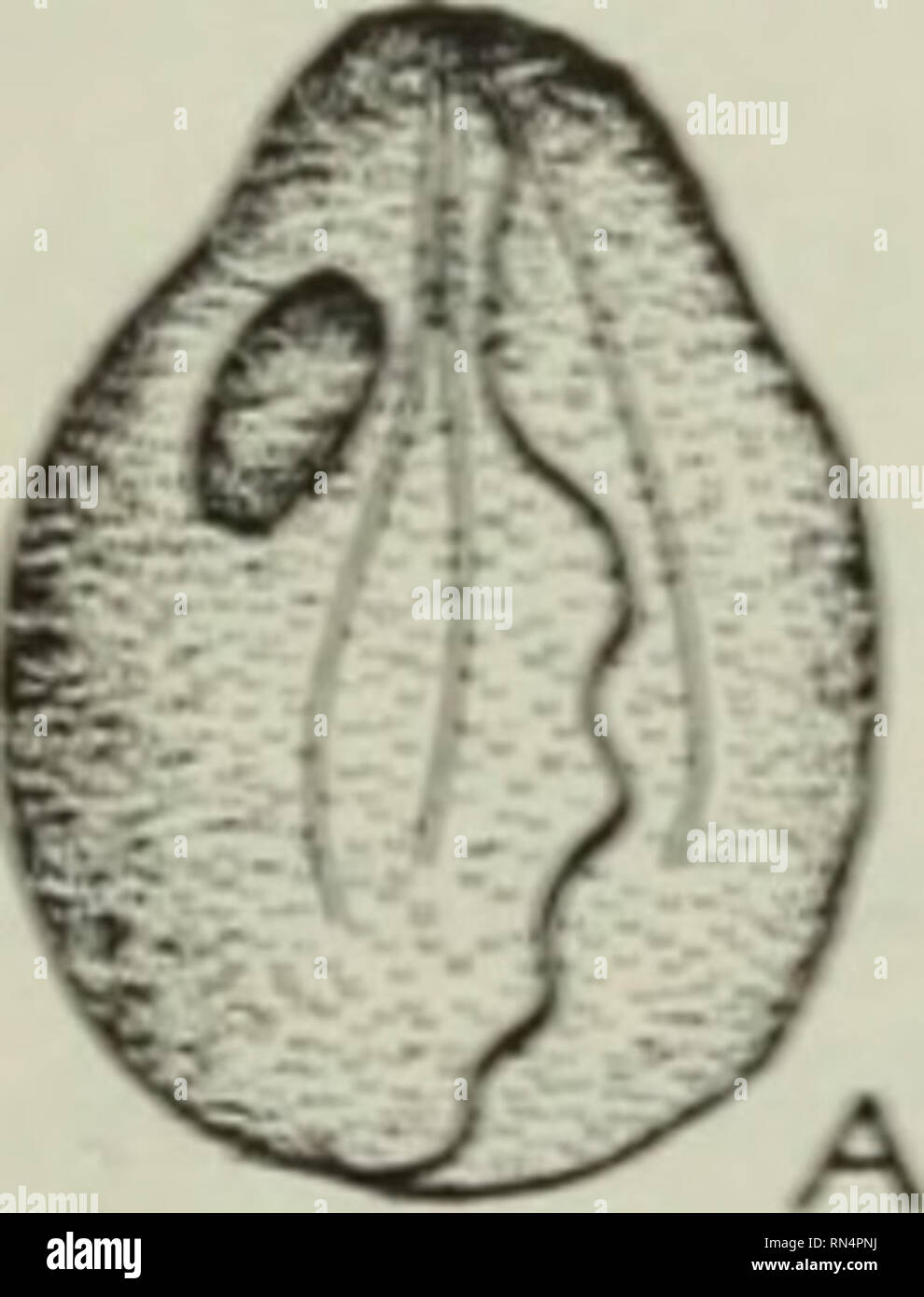 Parabasal hi-res stock photography and images - Alamy