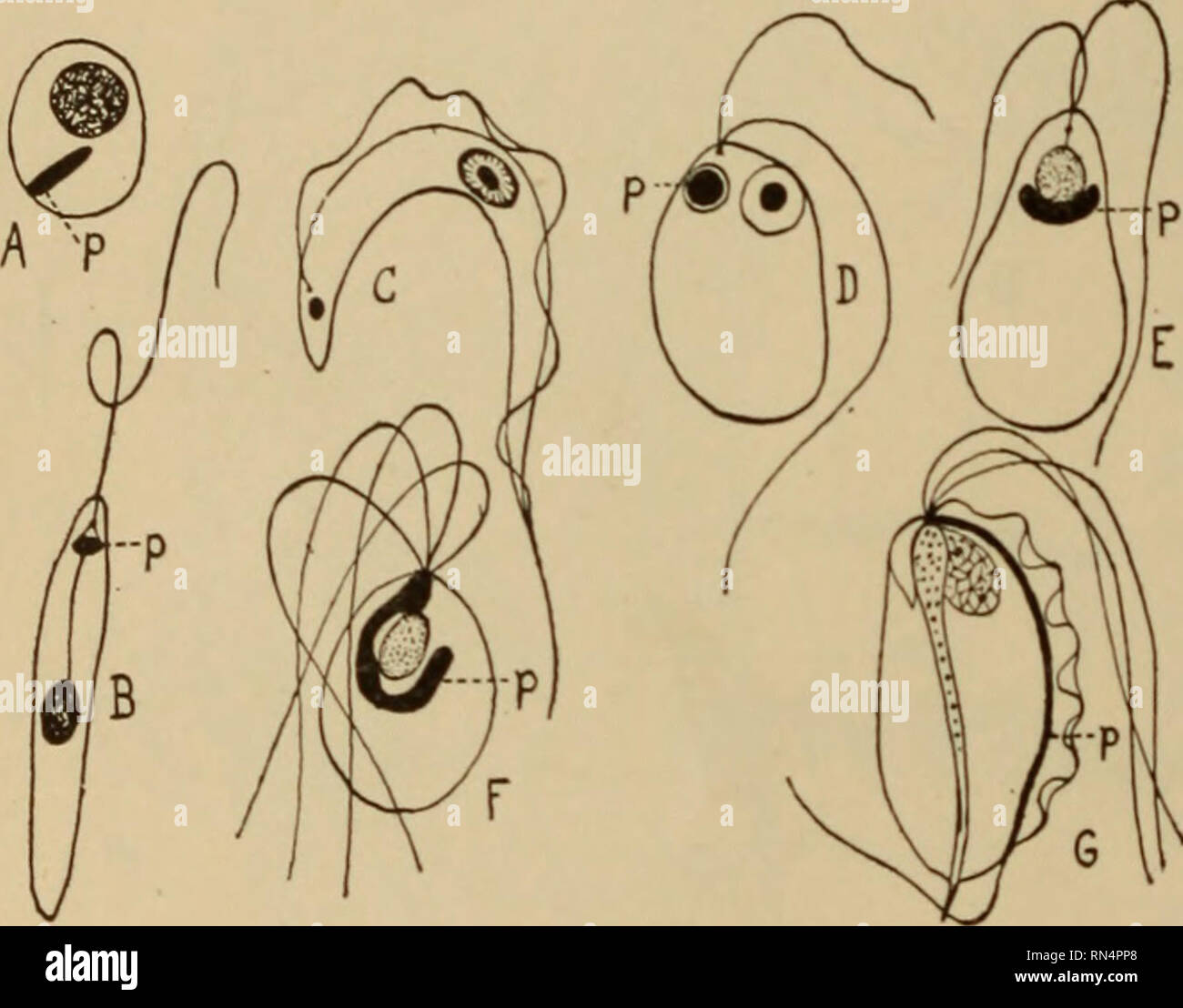 Sarcodina hi-res stock photography and images - Alamy