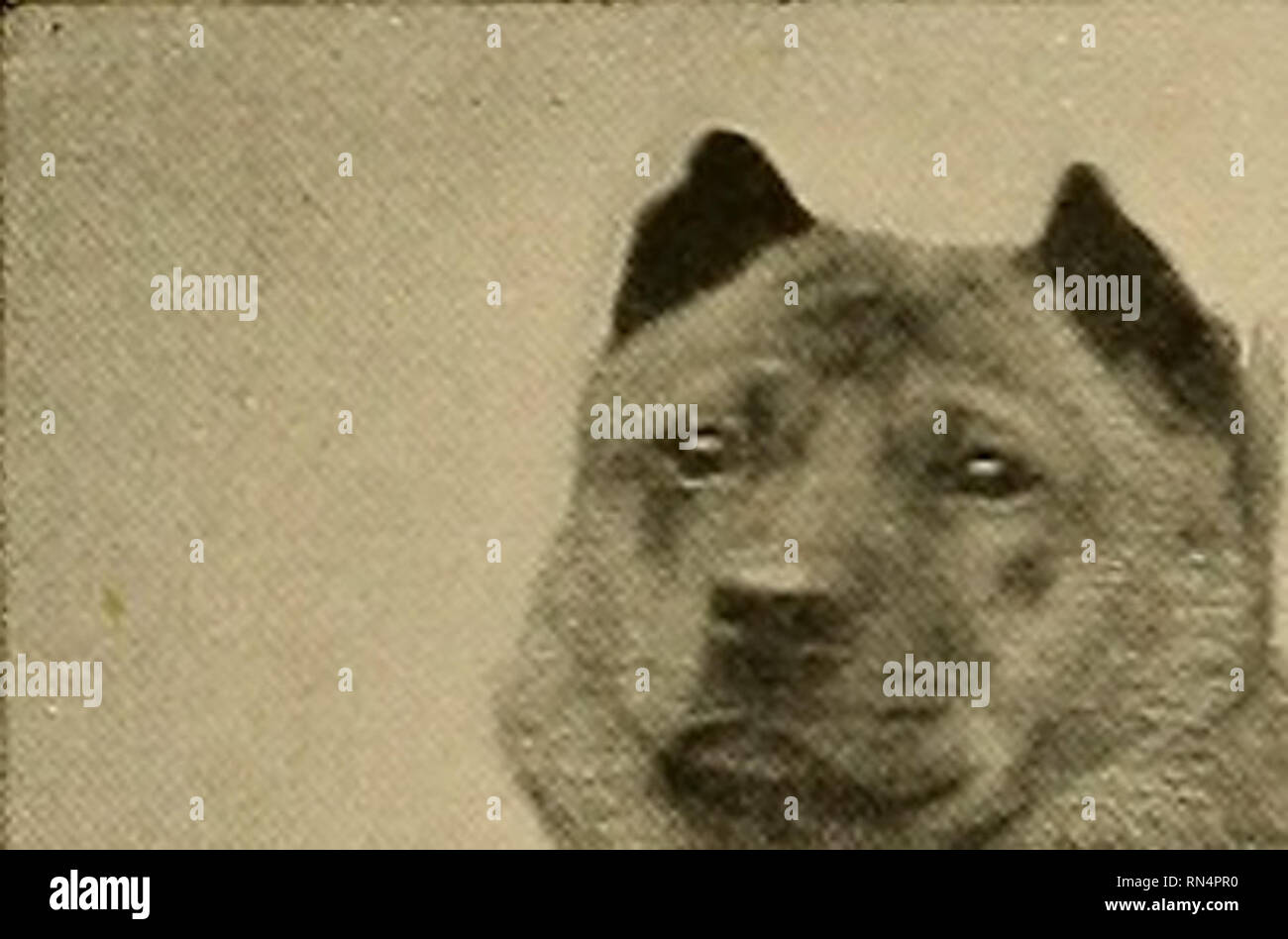 Mr chows hi-res stock photography and images - Alamy