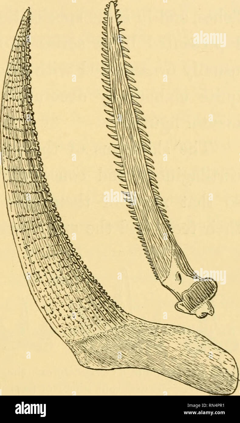 . Animals before man in North America; their lives and times ...