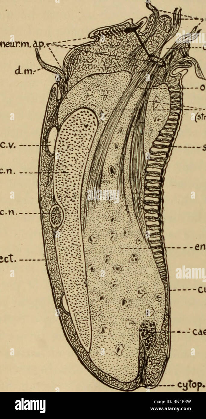 . Animal parasites and human disease. Medical parasitology; Insects as ...