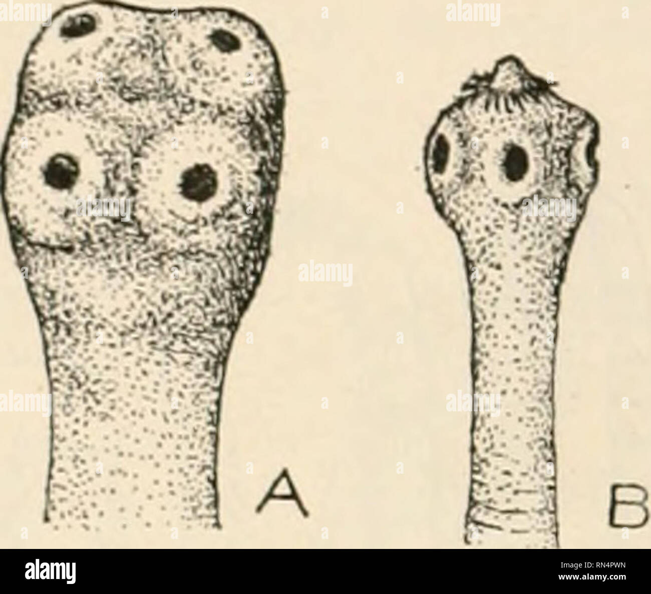 Proglottids hi-res stock photography and images - Alamy