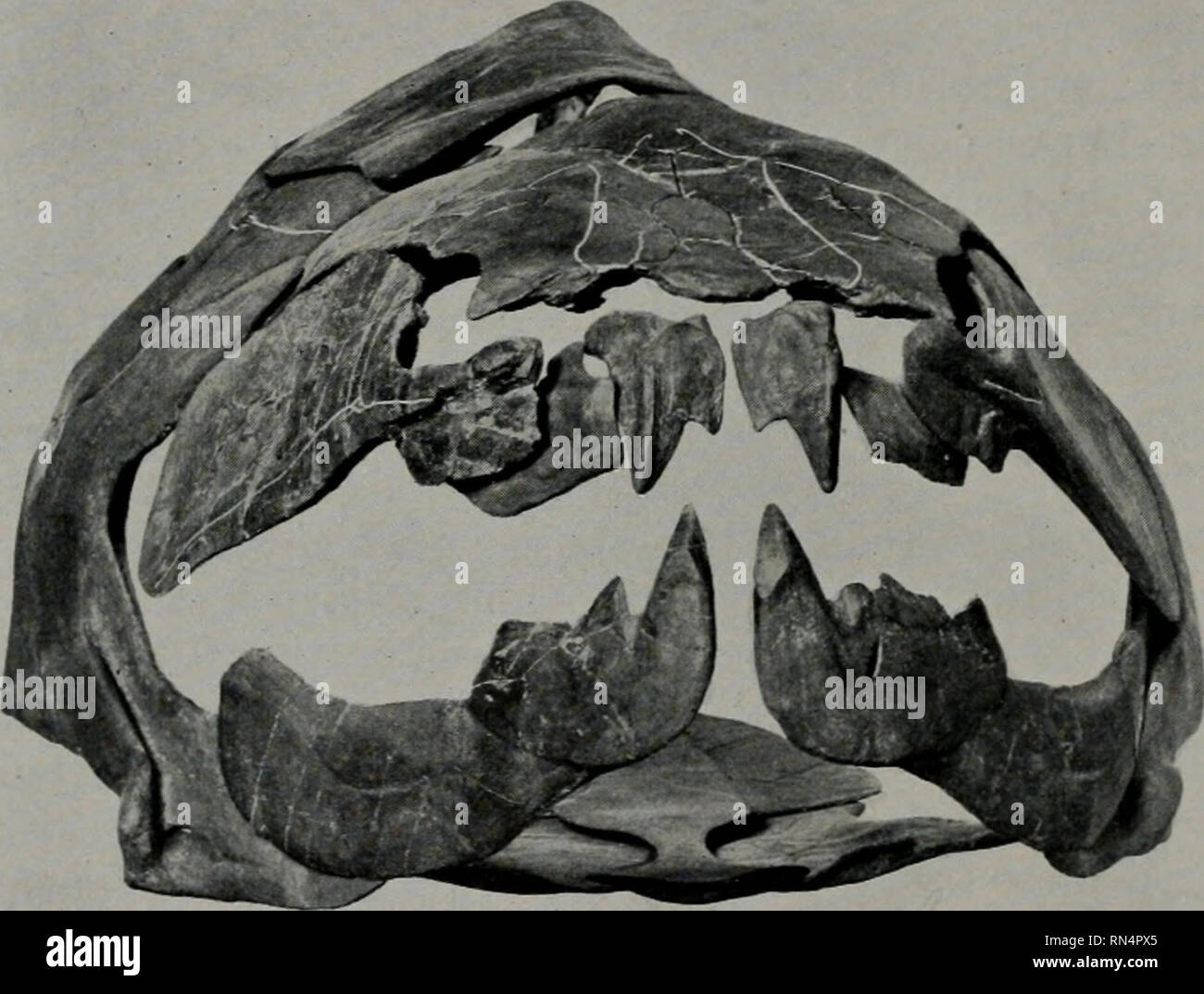 Dinichthys hi-res stock photography and images - Alamy