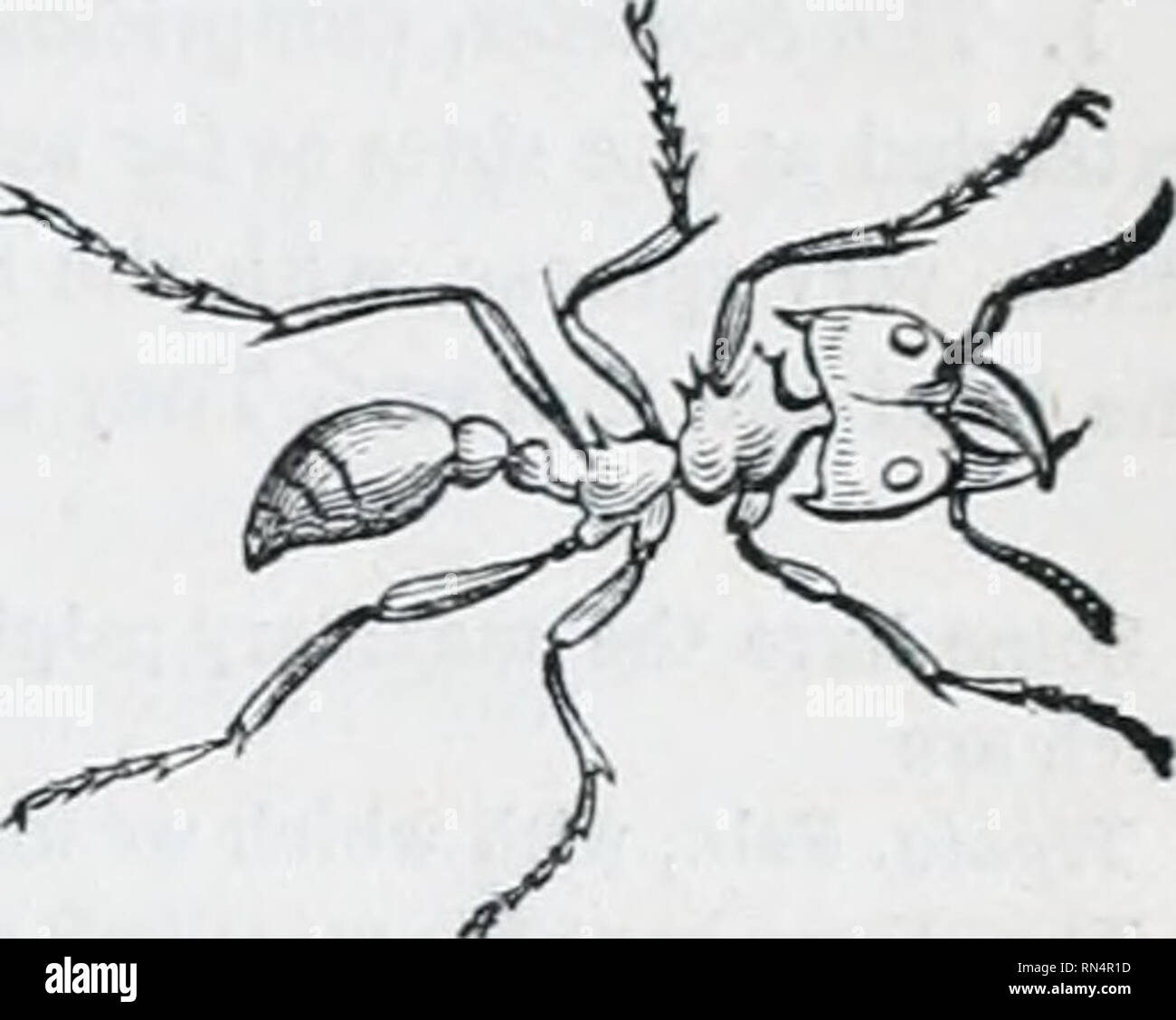 Ant head anatomy hi-res stock photography and images - Alamy