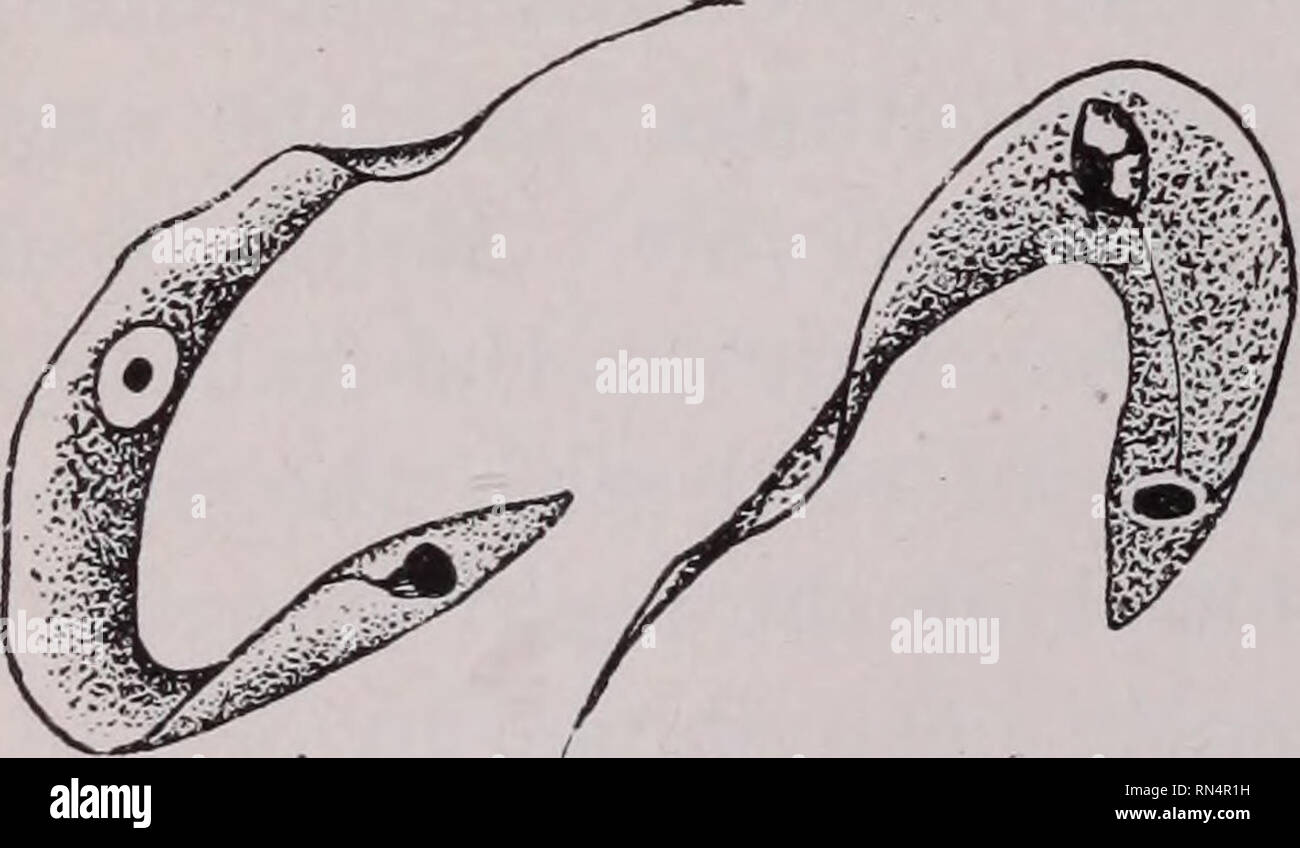 Trypanosoma Brucei Stock Photos & Trypanosoma Brucei Stock Images - Alamy