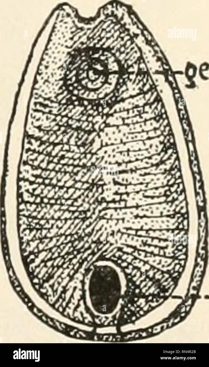 . Animal parasites and human disease. Insects as carriers of disease ...