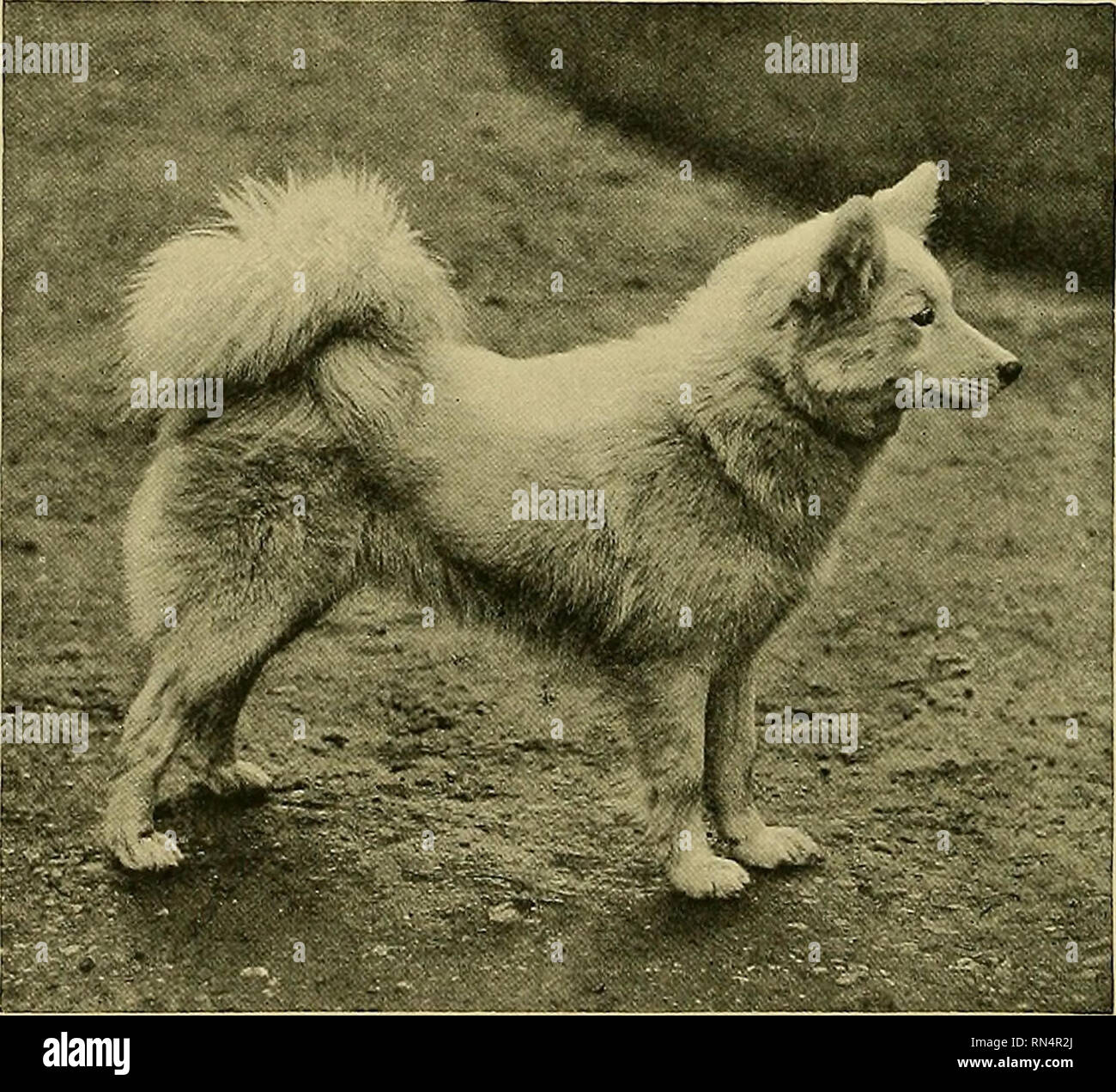 . Animal Life and the World of Nature; A magazine of Natural History ...