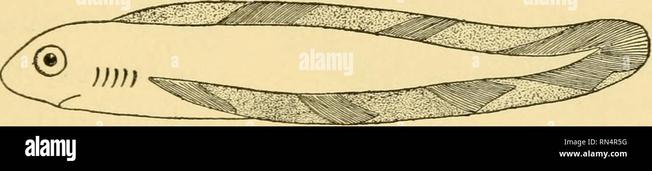 Devonian animals fish hi-res stock photography and images - Alamy