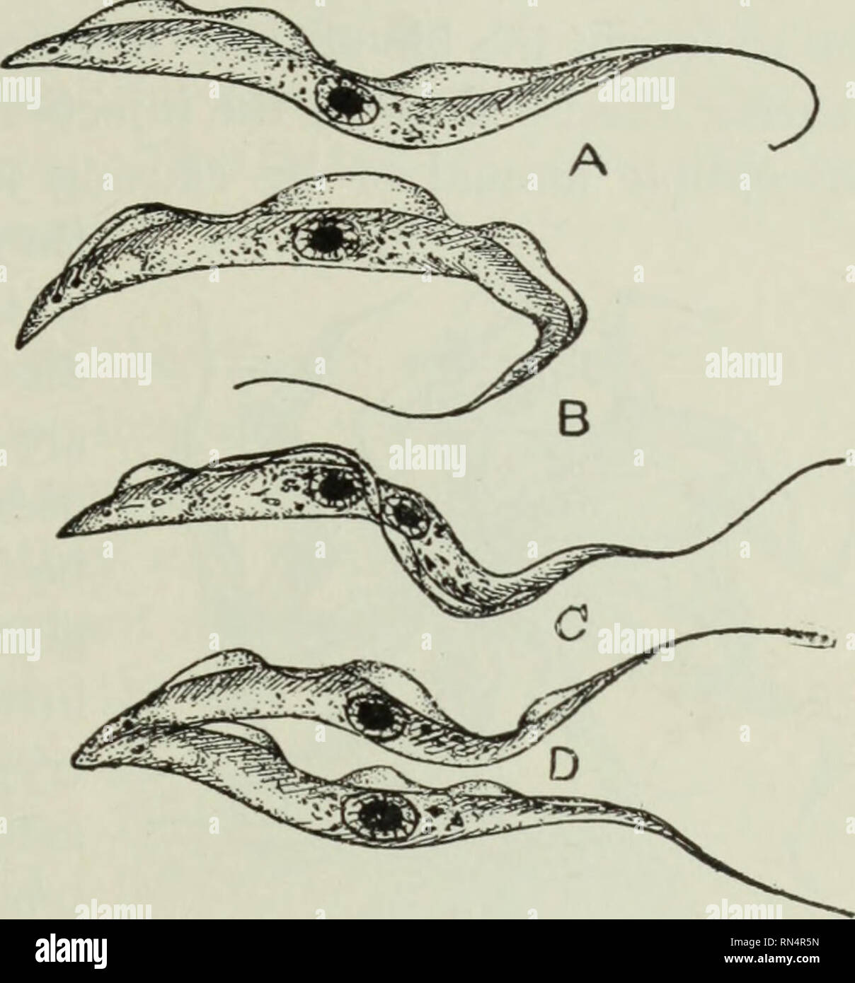 . Animal parasites and human disease. Parasites; Medical parasitology ...