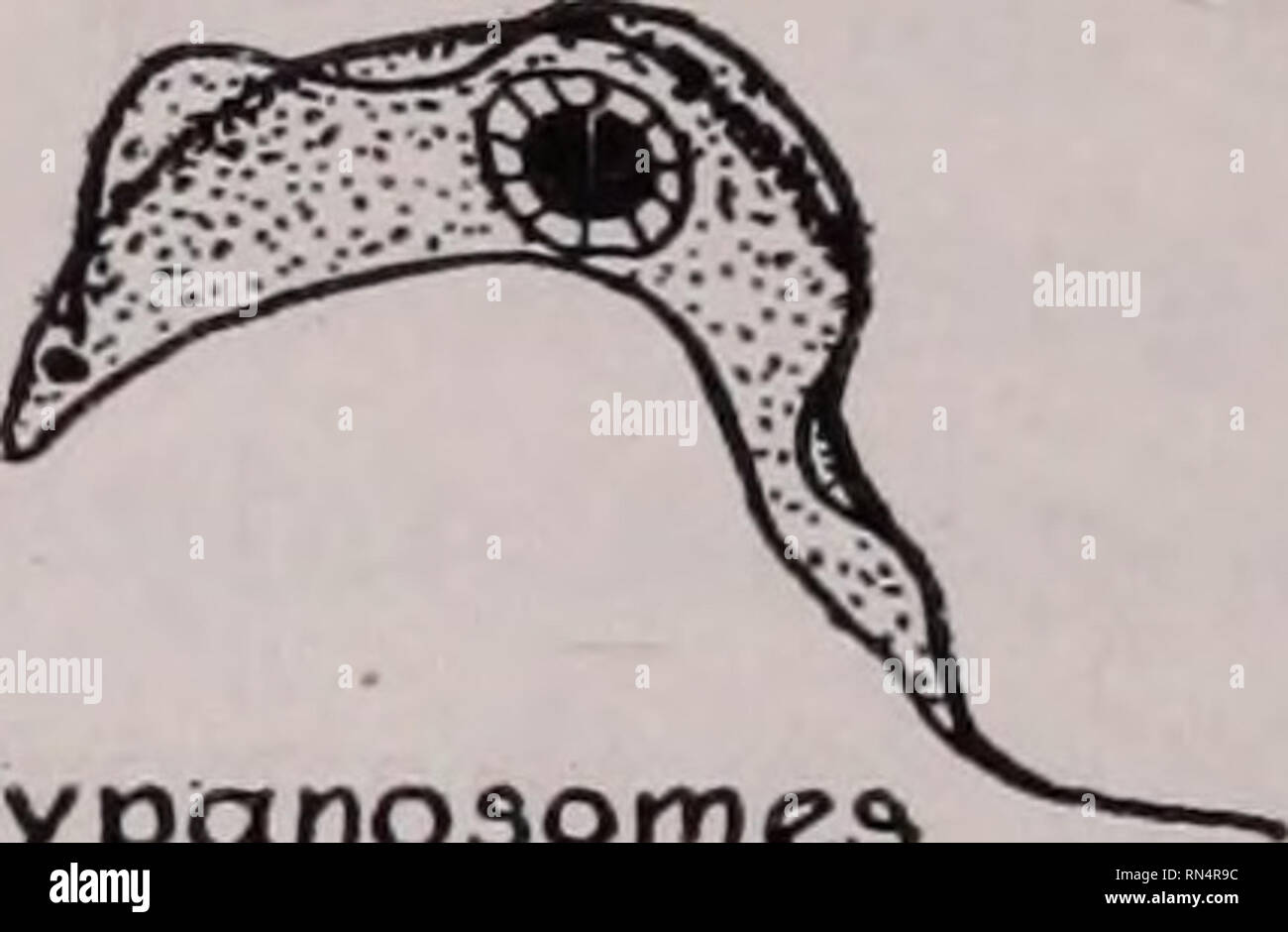 Trypanosomas hi-res stock photography and images - Alamy