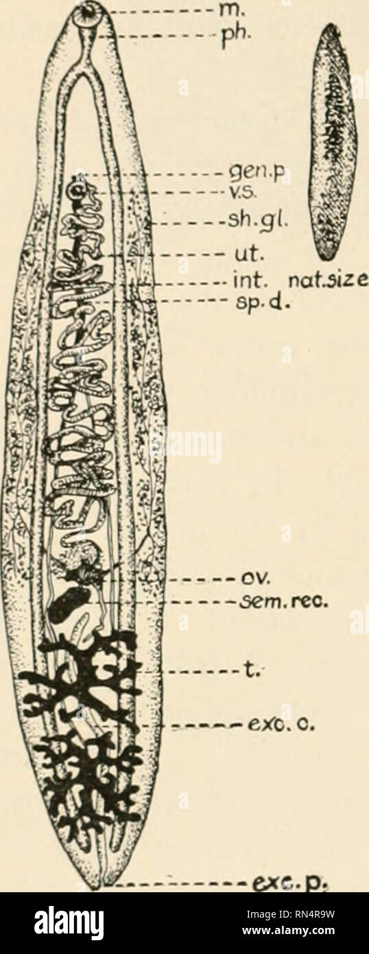 The chinese liver fluke hi-res stock photography and images - Alamy