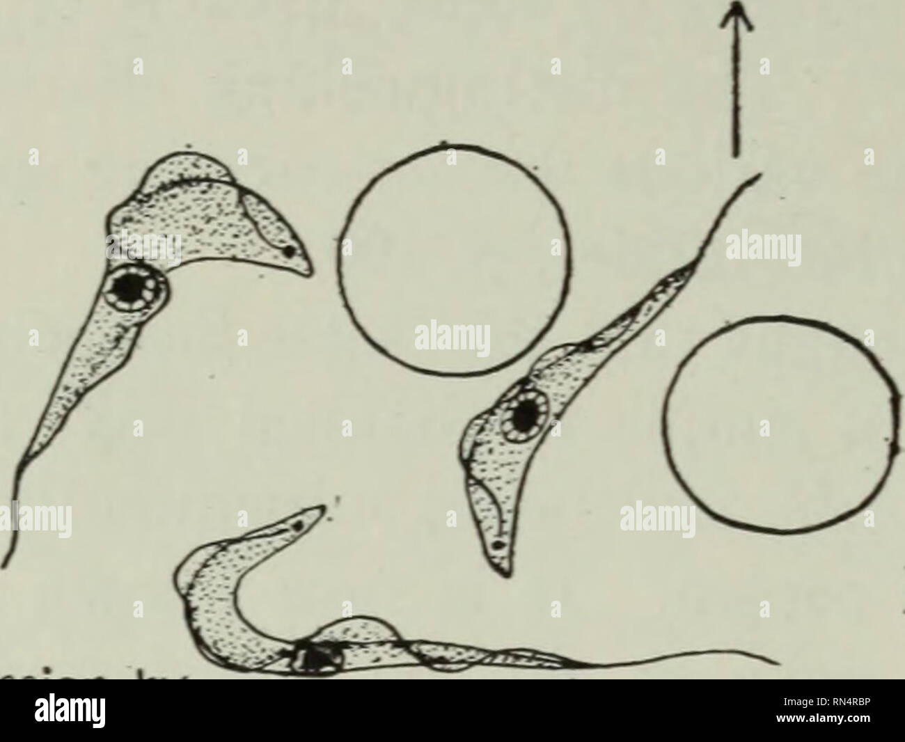 Disease causing insects hi-res stock photography and images - Alamy