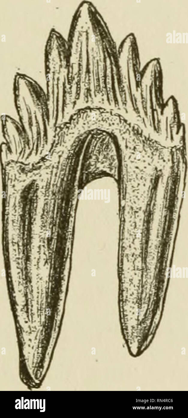 . Animals of the past. Paleontology. RULERS OF THE ANCIENT SEAS 69 heds ...