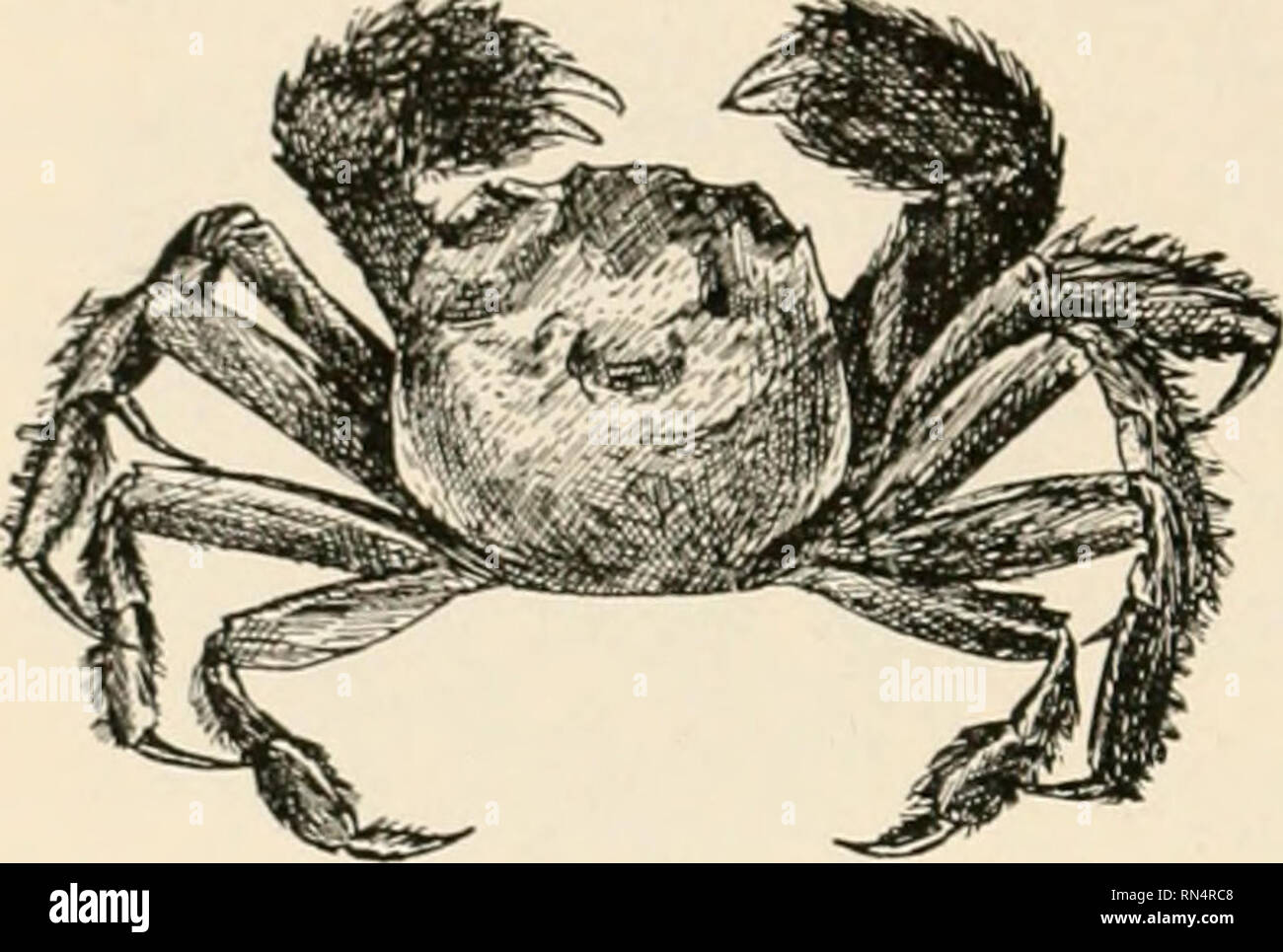 Shelled in crabs hi-res stock photography and images - Alamy