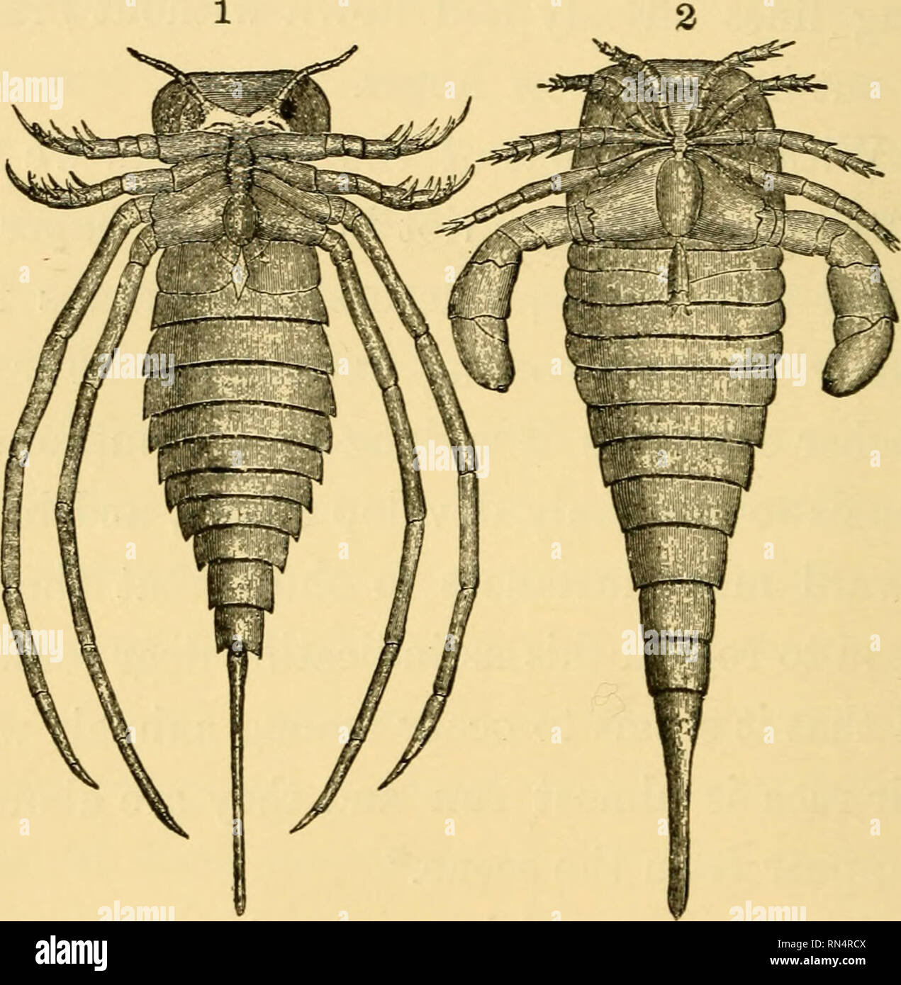 . Animals before man in North America; their lives and times ...
