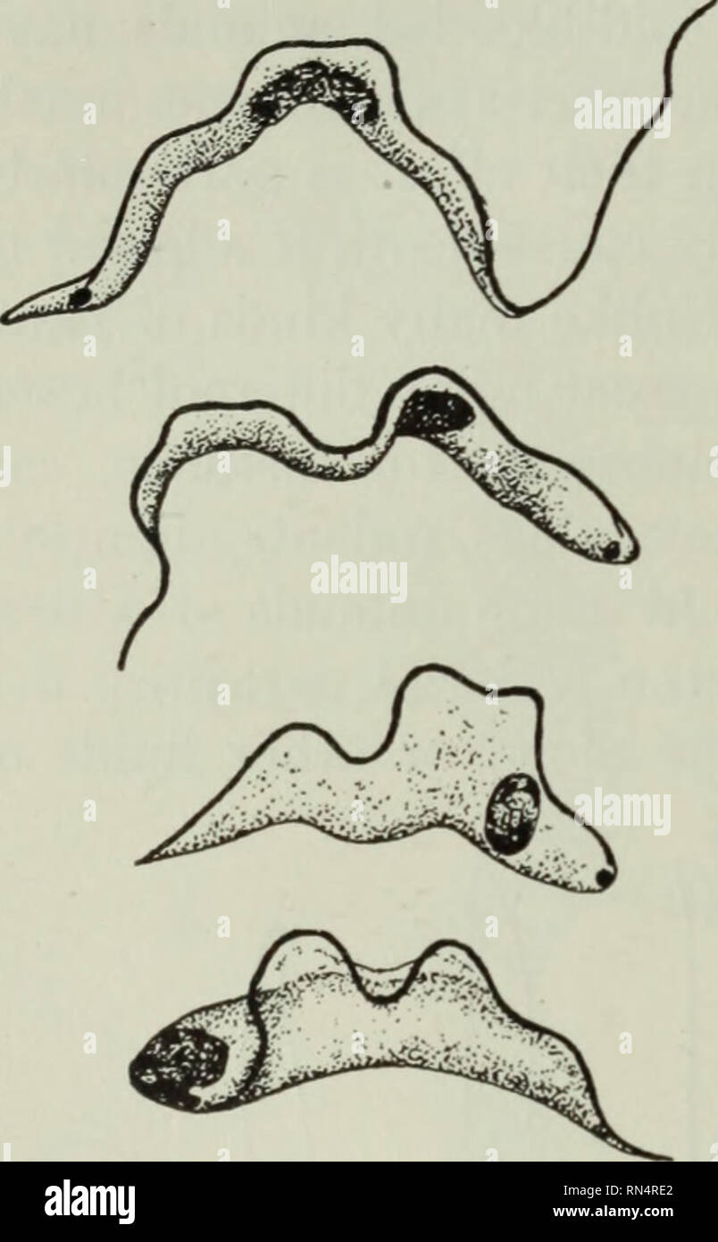 . Animal parasites and human disease. Parasites; Medical parasitology ...