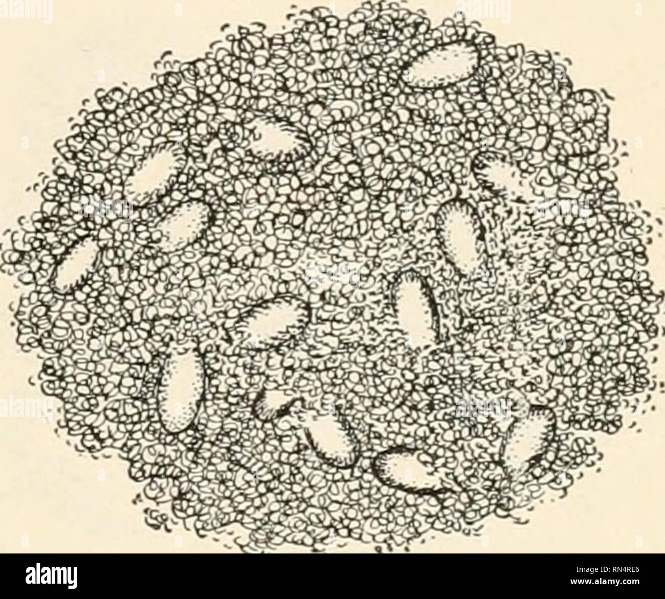 . Animal parasites and human disease. Insects as carriers of disease ...