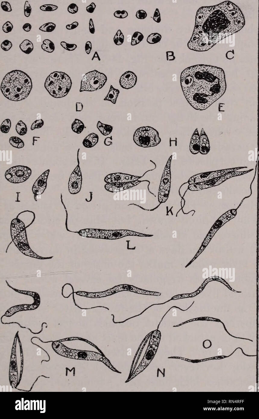 . Animal parasites and human disease. Insect Vectors; Parasites ...