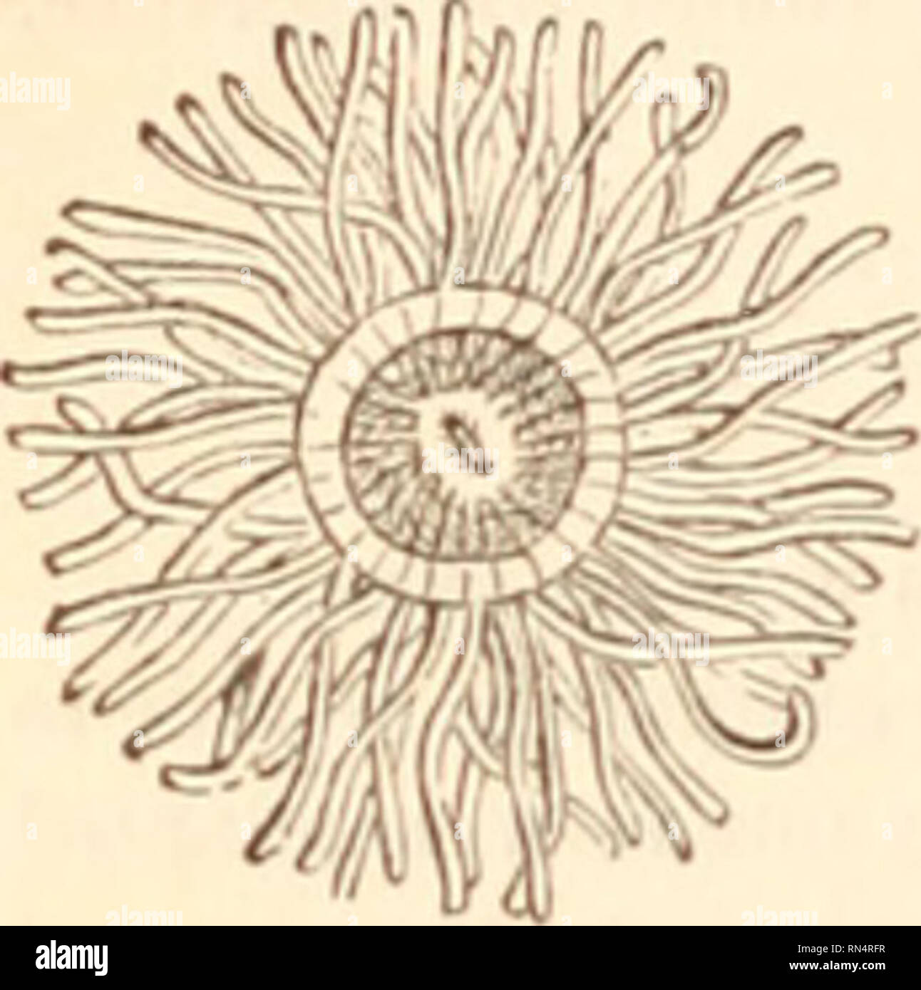 . The animal kingdom, arranged after its organization, forming a ...