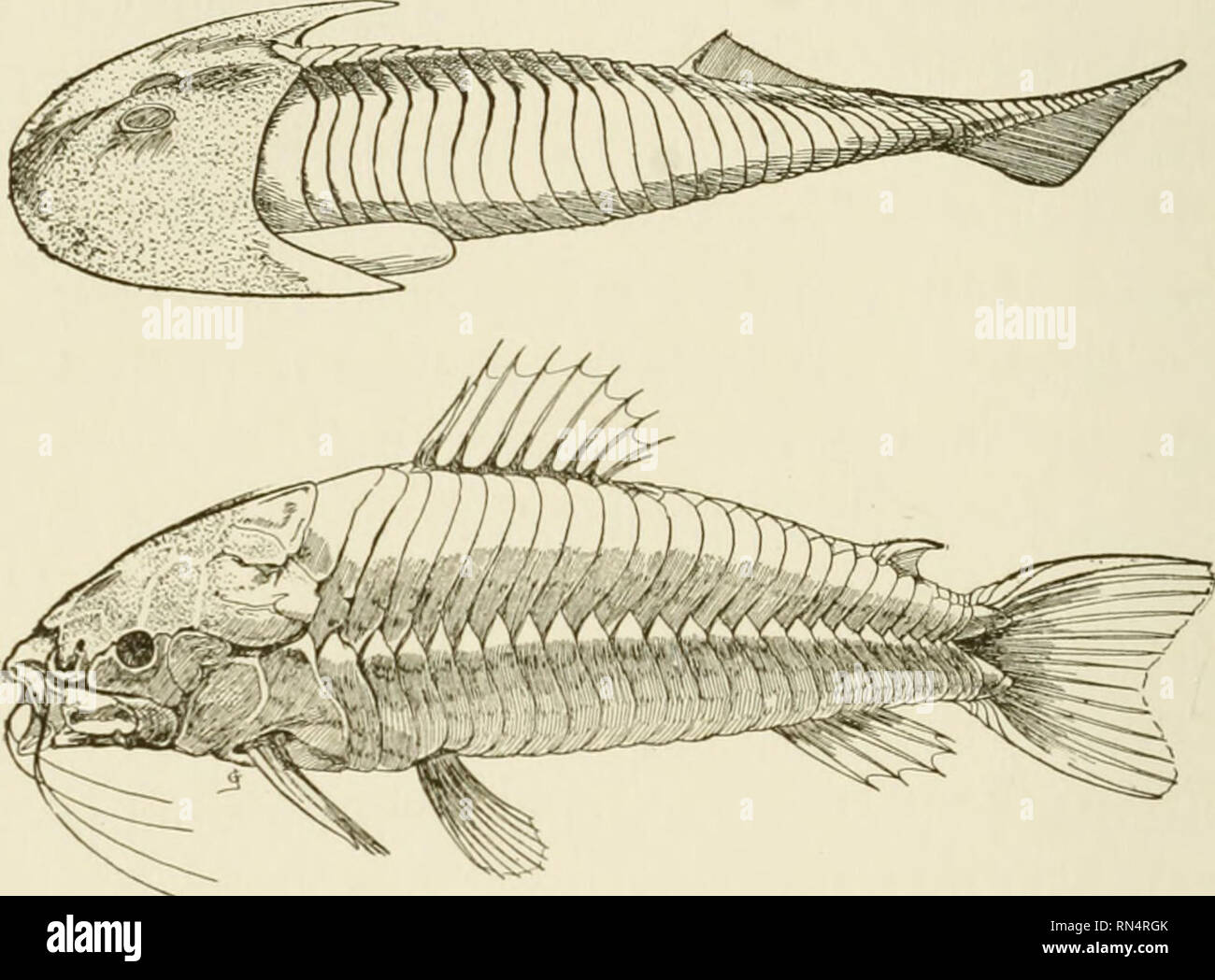 . Animals of the past. Paleontology. 24 ANLMALS OF THE PAST sibly be ...