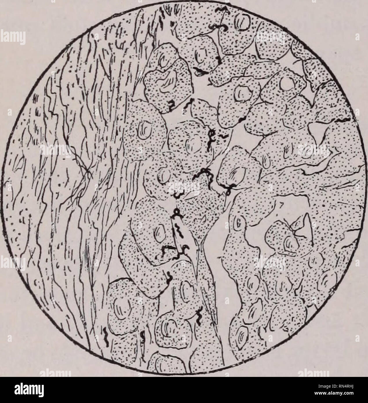. Animal parasites and human disease. Insect Vectors; Parasites ...