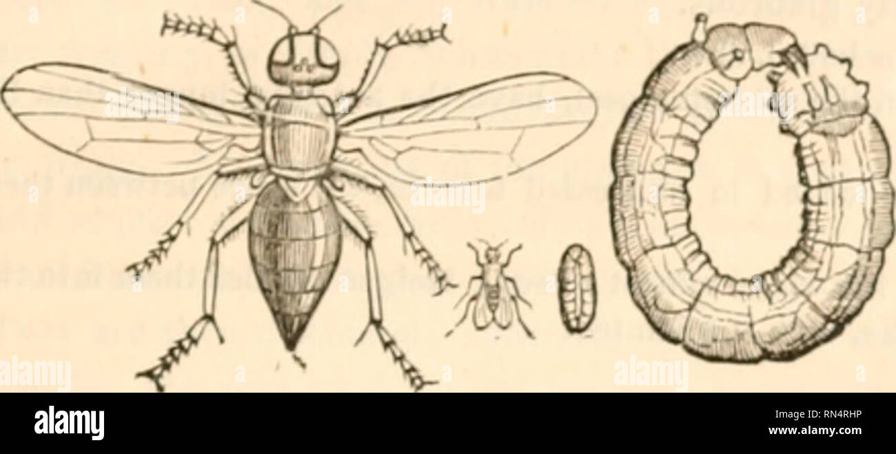 Seta simple hi-res stock photography and images - Alamy