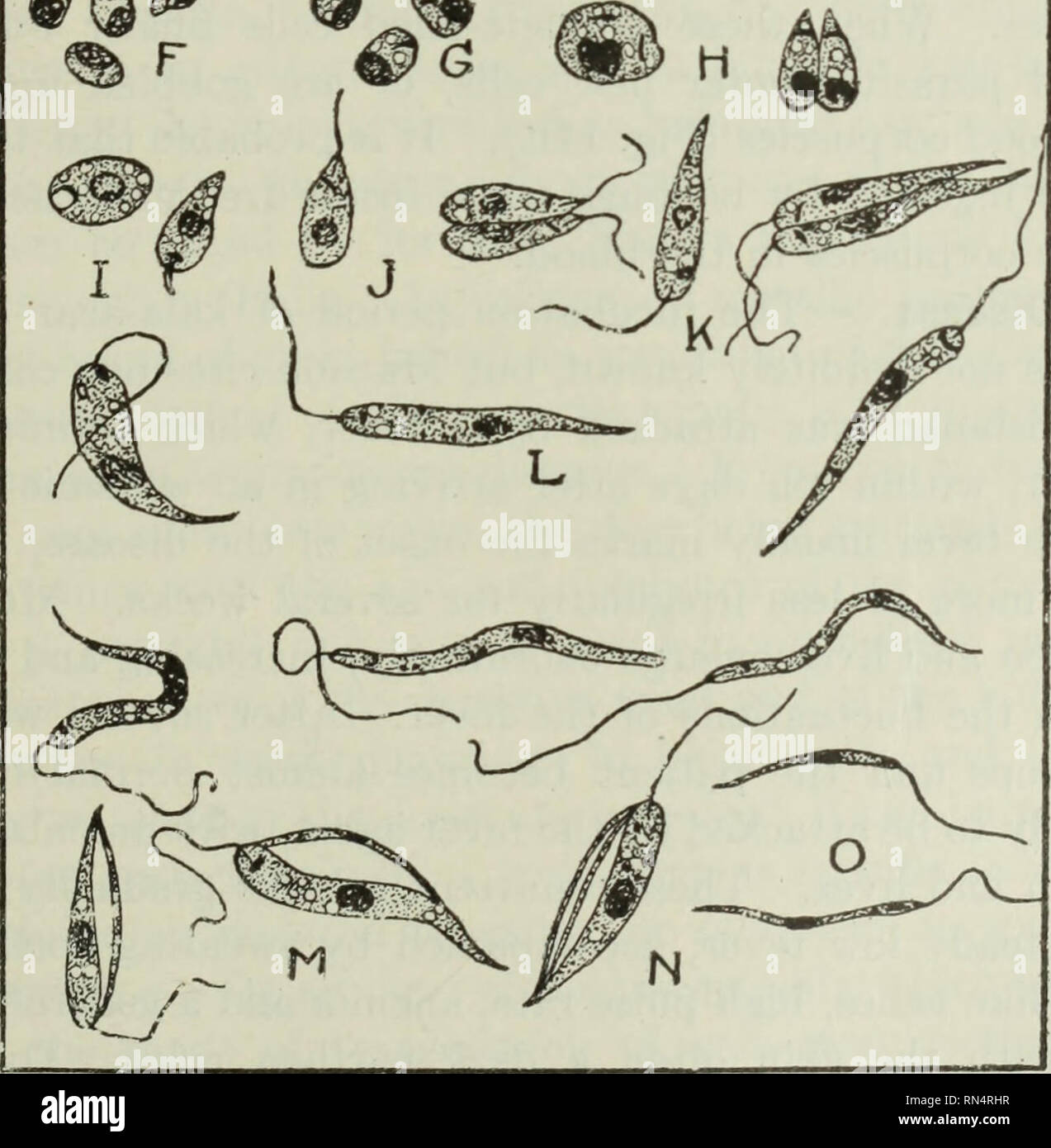 Human liver cell division hi-res stock photography and images - Alamy