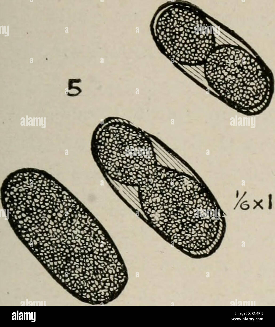 . Animal parasites and parasitic diseases. Domestic animals; Veterinary ...