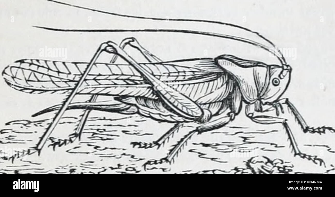 Anatomy of the ants hi-res stock photography and images - Alamy
