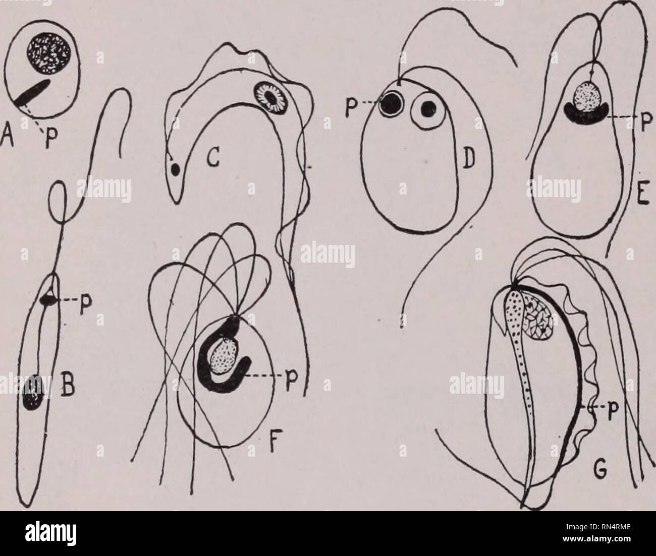 . Animal parasites and human disease. Insect Vectors; Parasites ...