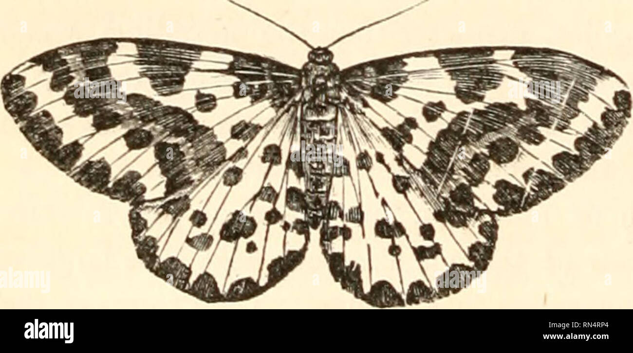 Truncated wings hi-res stock photography and images - Alamy