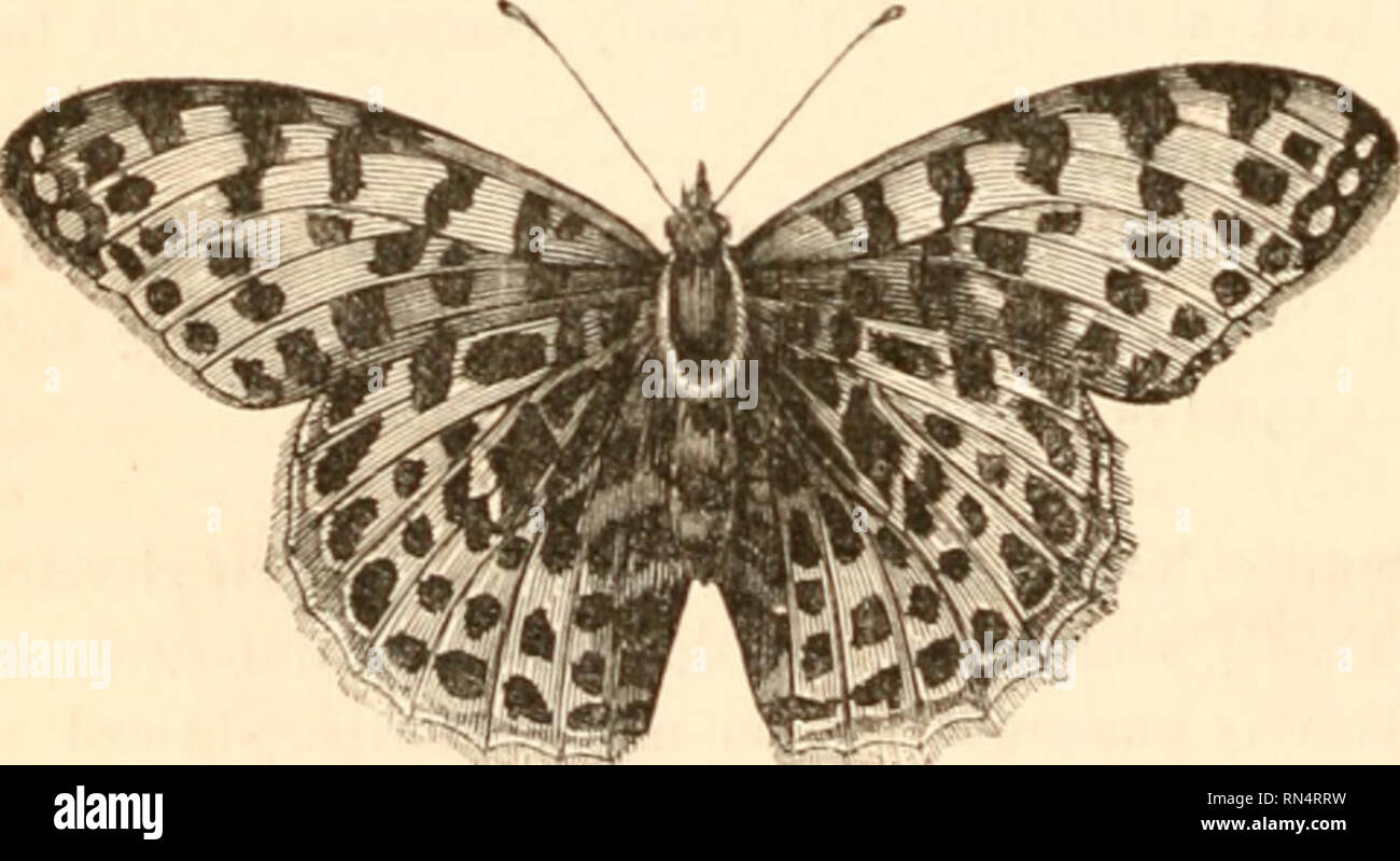 Pterin hi-res stock photography and images - Alamy