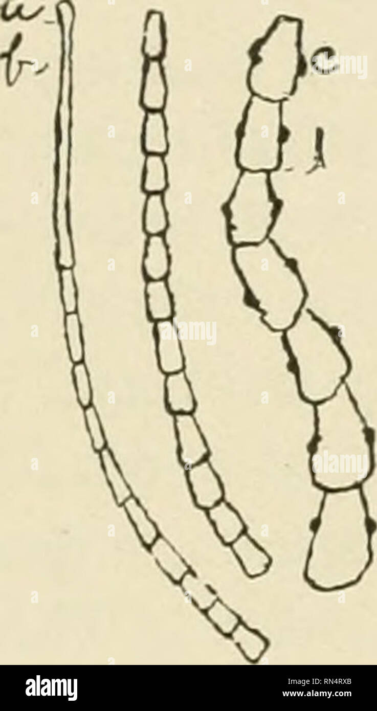 Protractile hi-res stock photography and images - Alamy