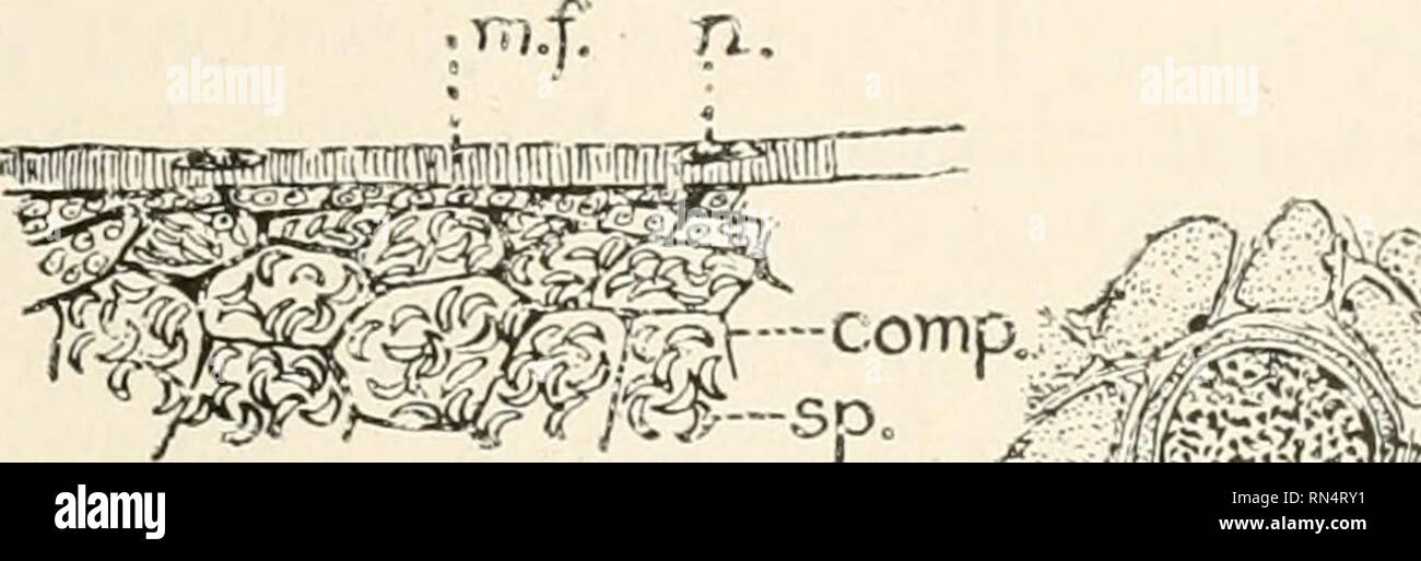 . Animal parasites and human disease. Insects as carriers of disease ...